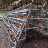 China A Type Layer Egg Laying Chicken Cage 160 Birds With Automatic Feeding System for sale