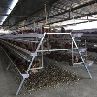 China 43*41Cm Full Automatic Battery Cage System U Type Galvanized Silver Color for sale
