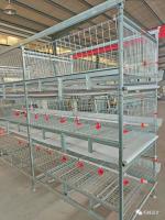 China One Day Old Baby Chick Cage With Full Automatic System for sale