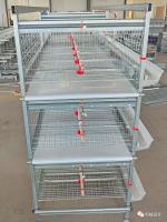 China One Day Old Baby Chick Cage With Full Automatic System for sale