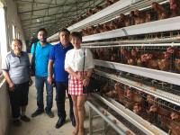 China A Type Stainless Steel Chicken Cage Hot Galvanized Or Cold Galvanized for sale