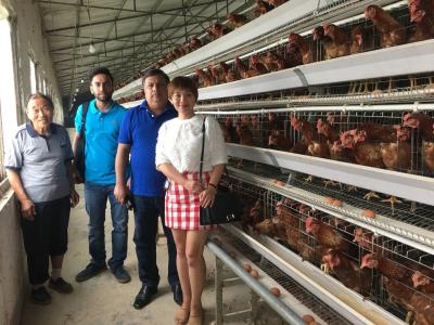 China A Type Stainless Steel Chicken Cage Hot Galvanized Or Cold Galvanized for sale