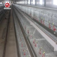 China Baby Chick Cage With Full Automatic System For Farm for sale