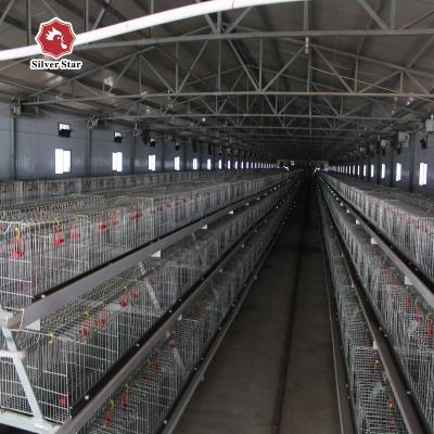 China 110 Days Baby Chick Brooder Cage Fully Automatic H Type 1950mm Length 1200mm Width for sale