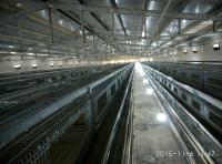 China The Four-tier Battery Cage System Includes Automatic Ventilation, Housing Up To 120 Layer Chickens. for sale