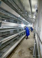 China H Type Chicken Poultry Cage Coops Automatic Battery Cages for sale