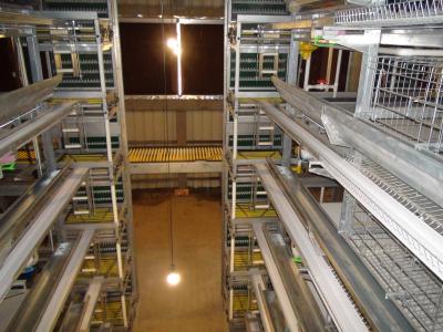 China 72 Chickens Breeding Layer Chicken Cage H Type 3 Tiers Manual Operation for sale