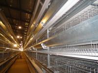 China Galvanized Automatic H Type Chicken Cage 3 Tiers For Poultry Field for sale