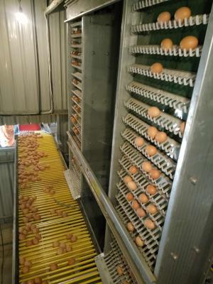 China 6 Tiers 108 Chickens Broiler Cage System For Little Chick for sale