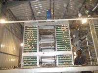 China 6 Tiers 108 Chickens Broiler Cage System For Little Chick for sale
