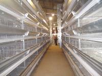 China 9 Tiers Poultry Battery Layer Chicken Cage Hopper Feeding for sale
