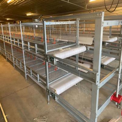 China Automatic Big Size Broiler Cage with Poultry Drinking System - 3/4 Tier, 100×150×49 cm Cells, 500 cm² per Bird for sale