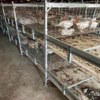 China H Type Broiler Chicken Cage 85x62.5x50 cm Hot Dip Galvanized Steel 3 to 8 Tiers for sale