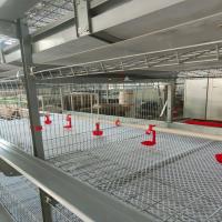 China Automatic Baby Chicks Poultry Drinking System - 3/4 Tier Cage with 500 cm² Bird Space for sale