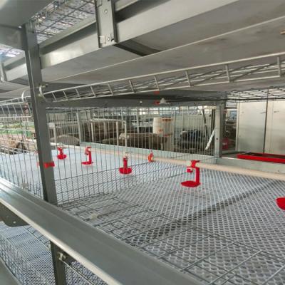 China Automatic Baby Chicks Poultry Drinking System - 3/4 Tier Cage with 500 cm² Bird Space for sale