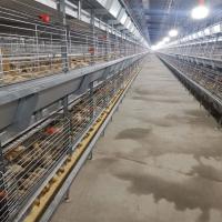 China Hot Dip Galvanized Baby Chick Broiler Cage 3-8 Tiers 144-384 Birds Poultry Equipment for sale