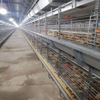 China One Day Old Chicken Cage Poultry Drinking System for sale