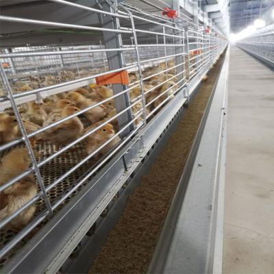China Battery Broiler Chicken Cage System - 3 to 8 Tier Options with 312.5 cm² Bird Space and Automated Systems for sale
