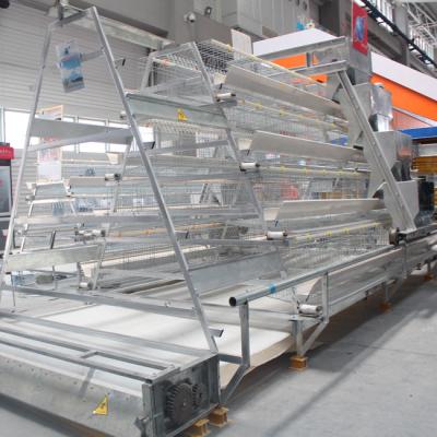 China 43*41*41 Cm Full Automatic Layer Chicken Cage Anti Corrosive for sale
