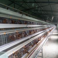 China A Type Free Design Hot Galvanized Chicken Cage 4 layers for sale