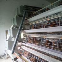China Layer Poultry Equipment A Frame Layer Cages Stainless Steel for sale