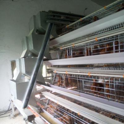 China 120 Birds Chicken Farm Poultry Cage With Egg Collecting System for sale