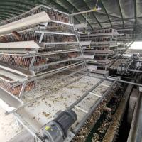 China Manual And Automatic Layer Chicken Steel Cage A Frame for sale