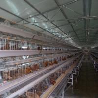 China 96 Birds Chicken Farm Poultry Cage With Ventilation Cooling System for sale