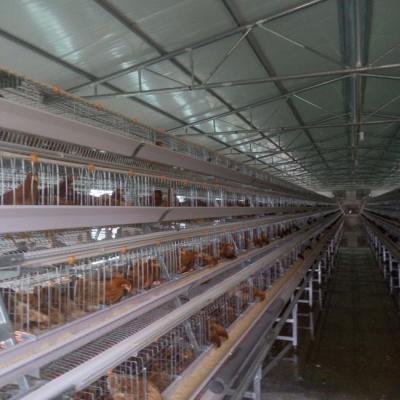 China 96 Birds Chicken Farm Poultry Cage With Ventilation Cooling System for sale