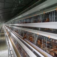 China Ladder Type Chicken Laying Eggs Cage Cold And Hot Galvanized for sale