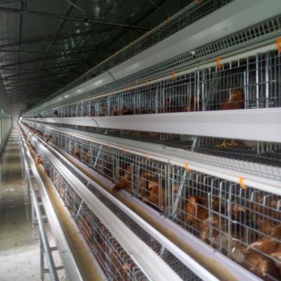 China A Type 3 Tier Automatic Poultry Layer Cage 120 Birds per Set Galvanized Chicken Wire Mesh for sale