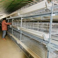 China H Type 3 Tiers Layer Chicken Cage System 120 Birds / Set for sale