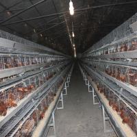 China Automatic Water Drinking System for A Type 3 Tier 120 Birds Layer Poultry Cage for sale