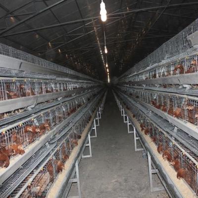 China A Frame Poultry Battery Cage 3 Tier 120 Birds Automatic Feeding Cleaning System for sale