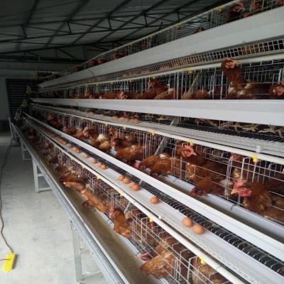 China 3 Tiers Metal Poultry Cage Automatic Manure Cleaning System for sale