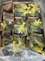 China A10VSO71DFR1/31L-VPA12N00 A10VSO100DRG/31R-VPA12N00 A10VSO100DRG/31L-PPA12N00 A10VSO100DRG/31L-VPA12N00 A10VSO140DRG/31R-PPA12N00 Hydraulic Piston Pump for sale