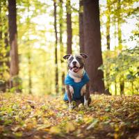 China Dog Extra Warmth Jacket Warm & Soft & Windproof & Durable & Light Apparel Freedom of Movement Wear with Harness for sale