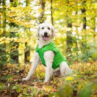 China Packable Winter Pet Jacket Ideal for Cold-Weather Activities Vest Style Pet Coat with Fleece Lining for sale