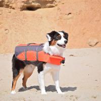 China High Visible Bright Color Foam Panels & Neck Float Swimming Life Jacket, Best Dog Supply for sale
