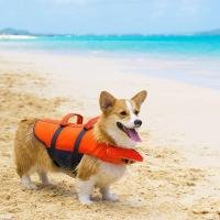 China High Visible Bright Color Foam Panels & Neck Float Swimming Life Jacket, Best Dog Supply for sale