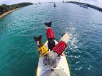 China Canine Flotation & Water Safety Swimming Jacket Clothes Dog Lifecoat for sale