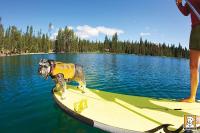 China Water-Compatible Outdoor Swimming Dog Lifejacket with Adjustable Neck Closure for sale