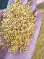 China 201 304 Stainless Steel Artificial Rice Making Machine 150kg/H Fortified Rice Plant for sale