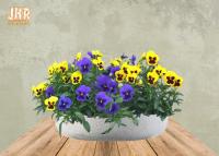 China Multi Color Clay Plant Pots Fiberclay Flower Pots Round Pot Planters Garden Pots White Black Gray for sale