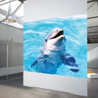 China Adhesive Transparent Holographic Projection Film Glass Window Rear Projection Film for sale