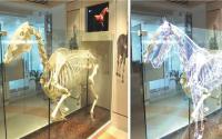 China 3D Rear Projection Film Gray Clear Holographic Film Creat Virtual Hologram Window Shop for sale