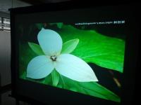 China Fabric / Flexible Projection Screens Rear Grey Custom Size 50m Length for sale