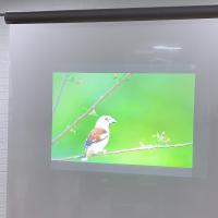 China Dark Grey Self Adhesive Rear Projection Foil , Front Projection Film for Trade Shows for sale