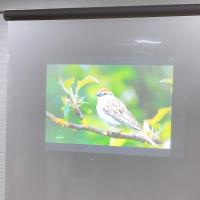 China Convinent Self adhesive 500/1 transparent projection screen film Roll for Promotion for sale