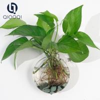 China clear flower vase cylinder glass hanging vases for sale